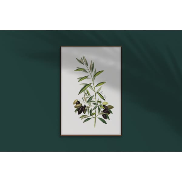 Albania national tree | Olive Tree | wanderlust gifts and home decor
