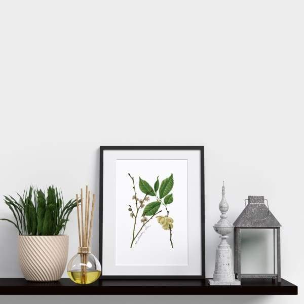 Massachusetts state tree | American Elm | wanderlust gifts and home decor