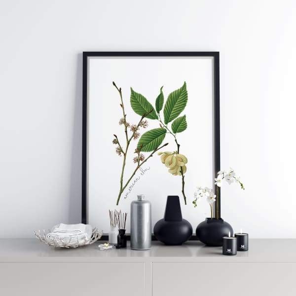 Massachusetts state tree | American Elm | wanderlust gifts and home decor