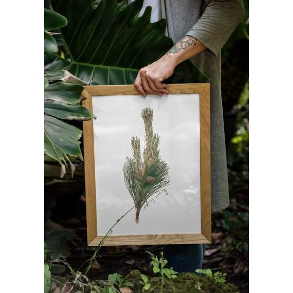Minnesota state tree | Norway Pine | wanderlust gifts and home decor